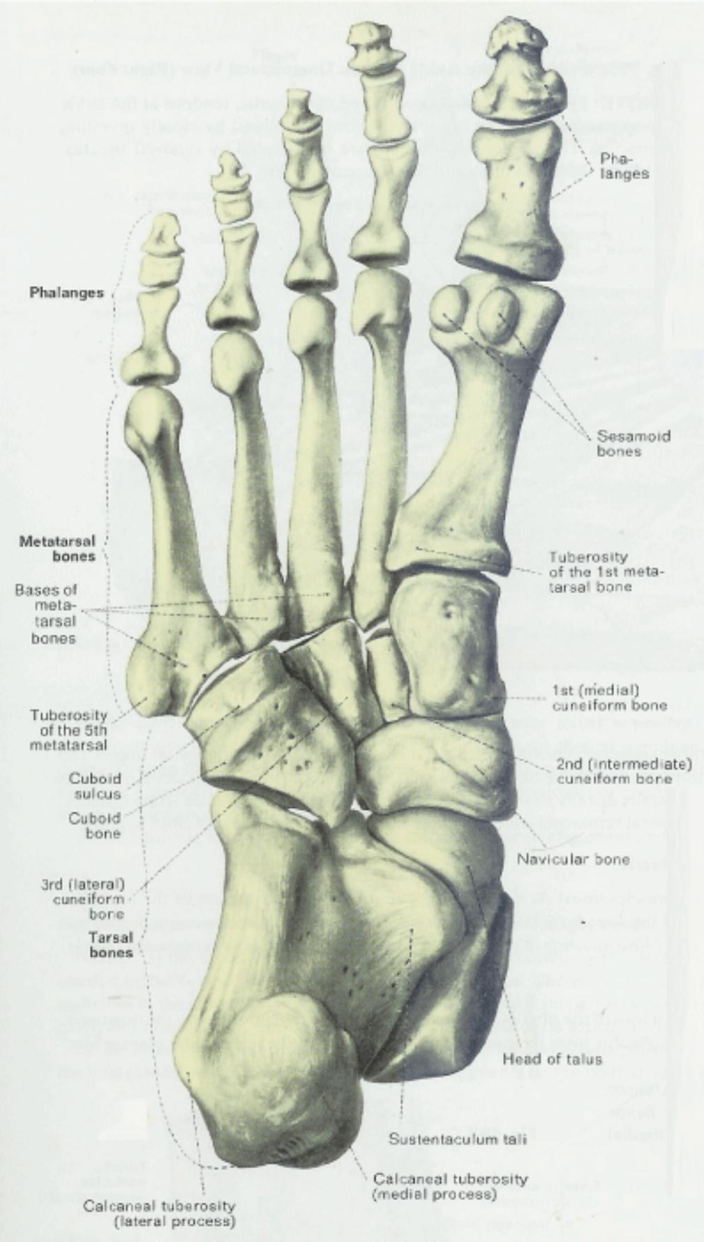 Anatomy Physiology Illustration Anatomy Physiology Illustration