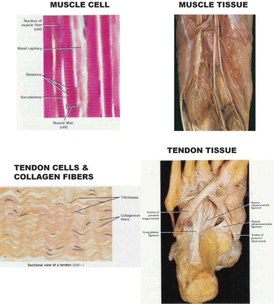 Anatomy Physiology Illustration